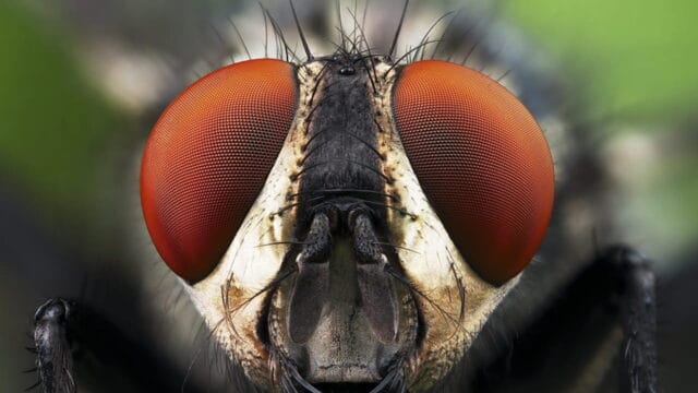 ¿Qué Colores Atraen a las Moscas y cómo ven el Mundo?