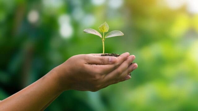 Color Verde. Significado y Simbolismos +14 Conceptos